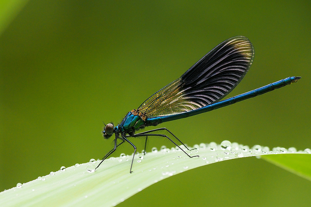 For kids who love animals | RSPCA - NextGen - rspca.org.uk